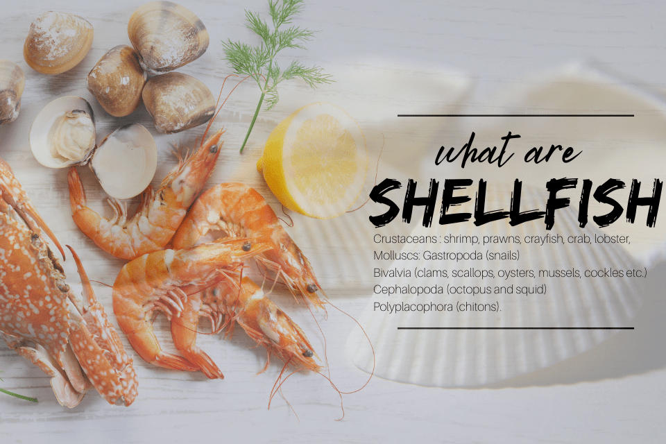 Flake Ice Machine and correct Shellfish Storage